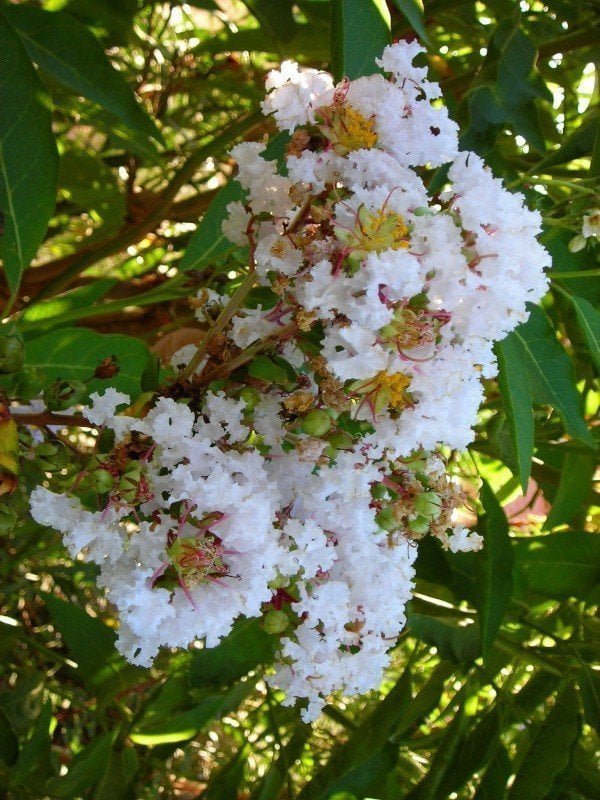 Lagerstroemia Índica - Crespón 10 LTS - Puerto Jardin