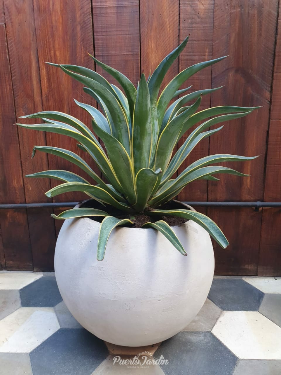 Maceta esfera 37x37cm + Agave – Puerto Jardin
