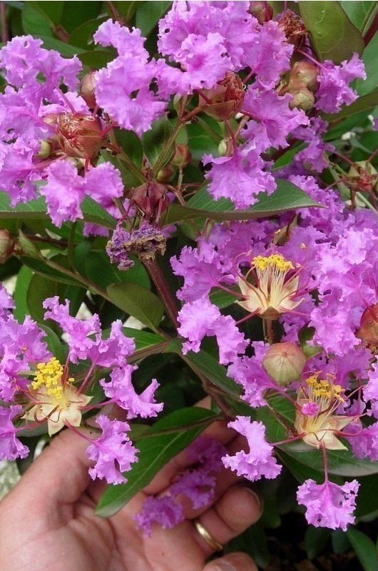 Lagerstroemia Índica - Crespón 10 LTS - Puerto Jardin
