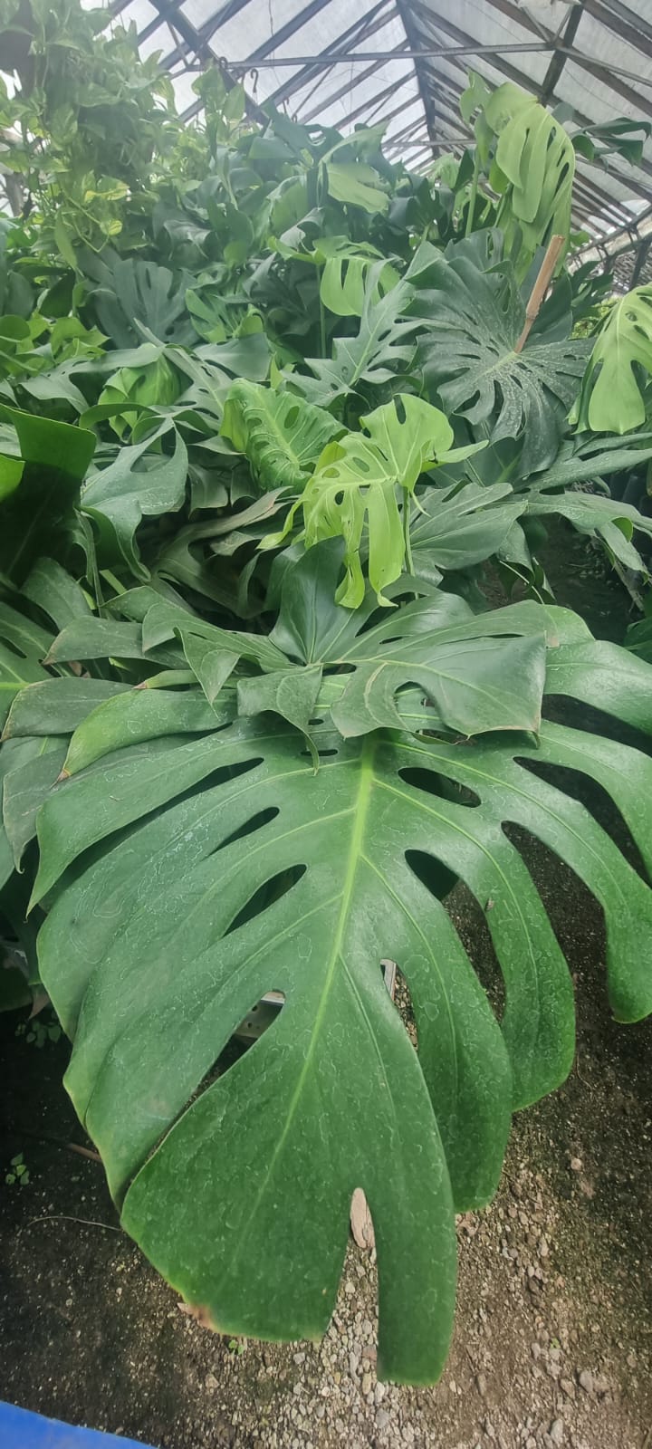 Monstera Deliciosa (Costilla de Adán), 7lts – Puerto Jardin