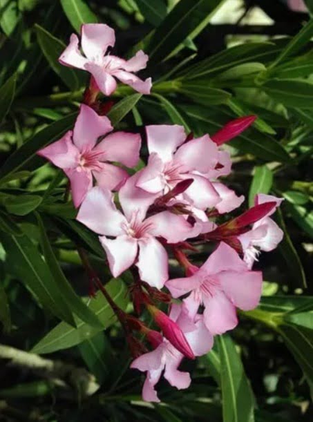Laurel de flor (Nerium Oleander), 10lts – Puerto Jardin
